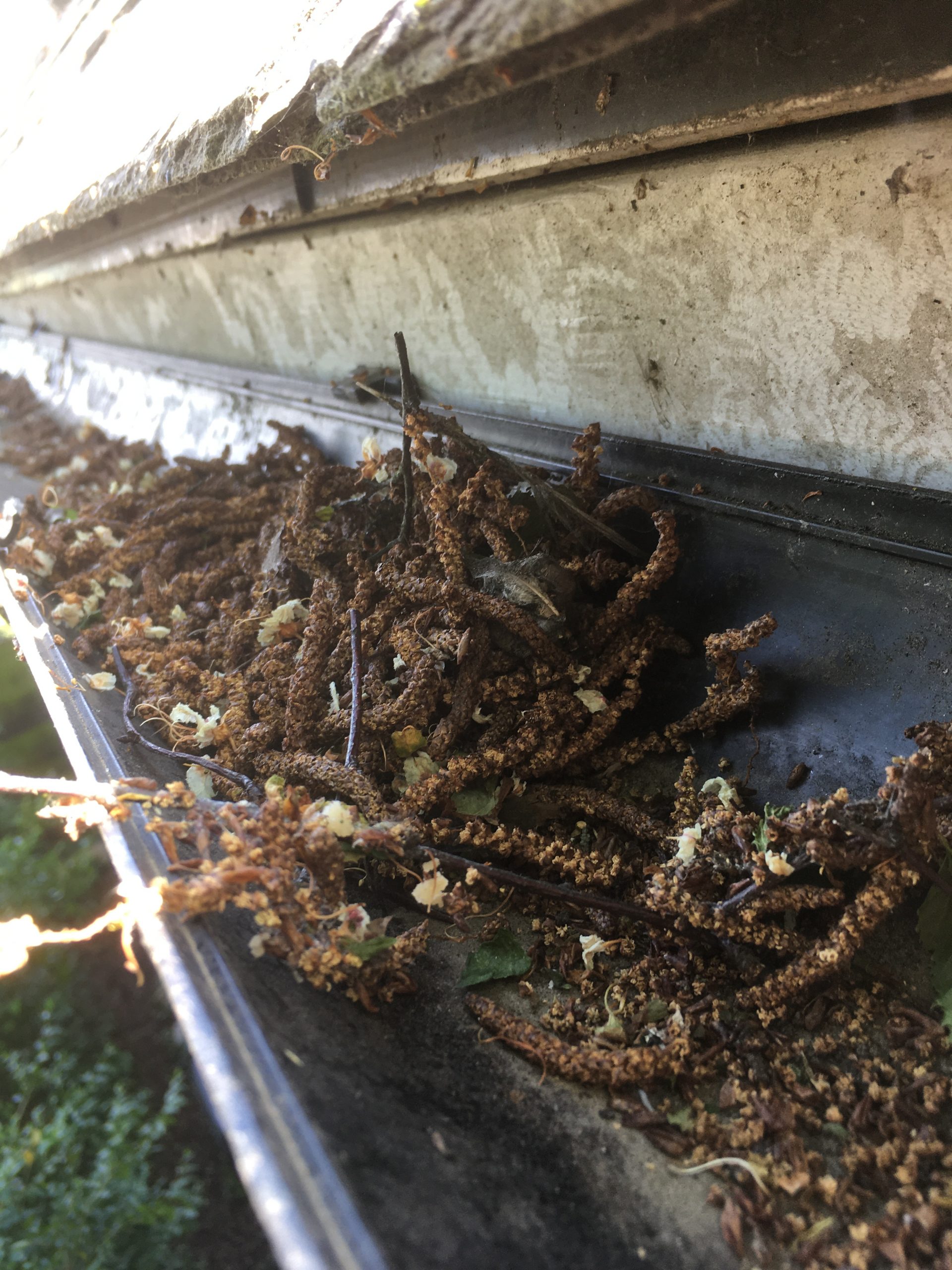 Why You Need To Book In A Summer Gutter Clean - Blog